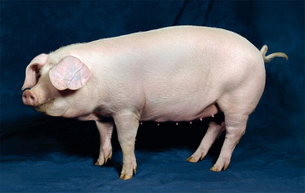 Свиня - приготвяне | Рецепти за вкусни ястия